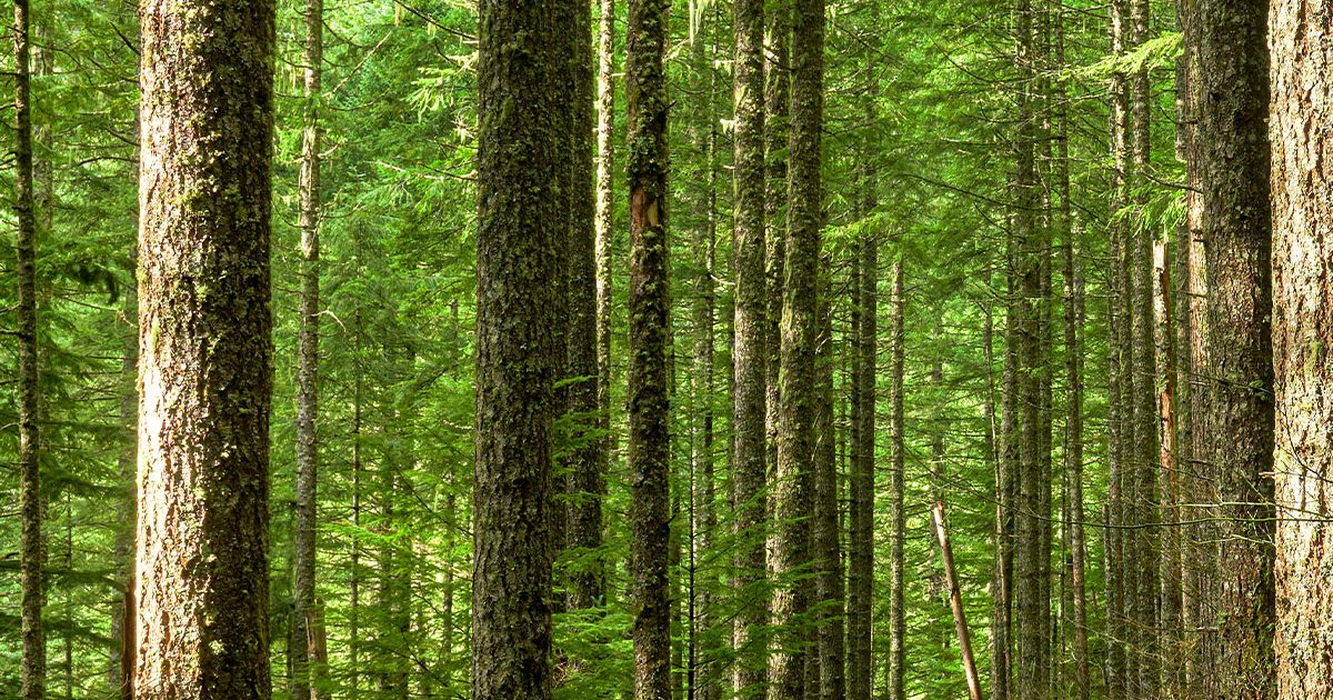 W. G. Jones State Forest in Conroe